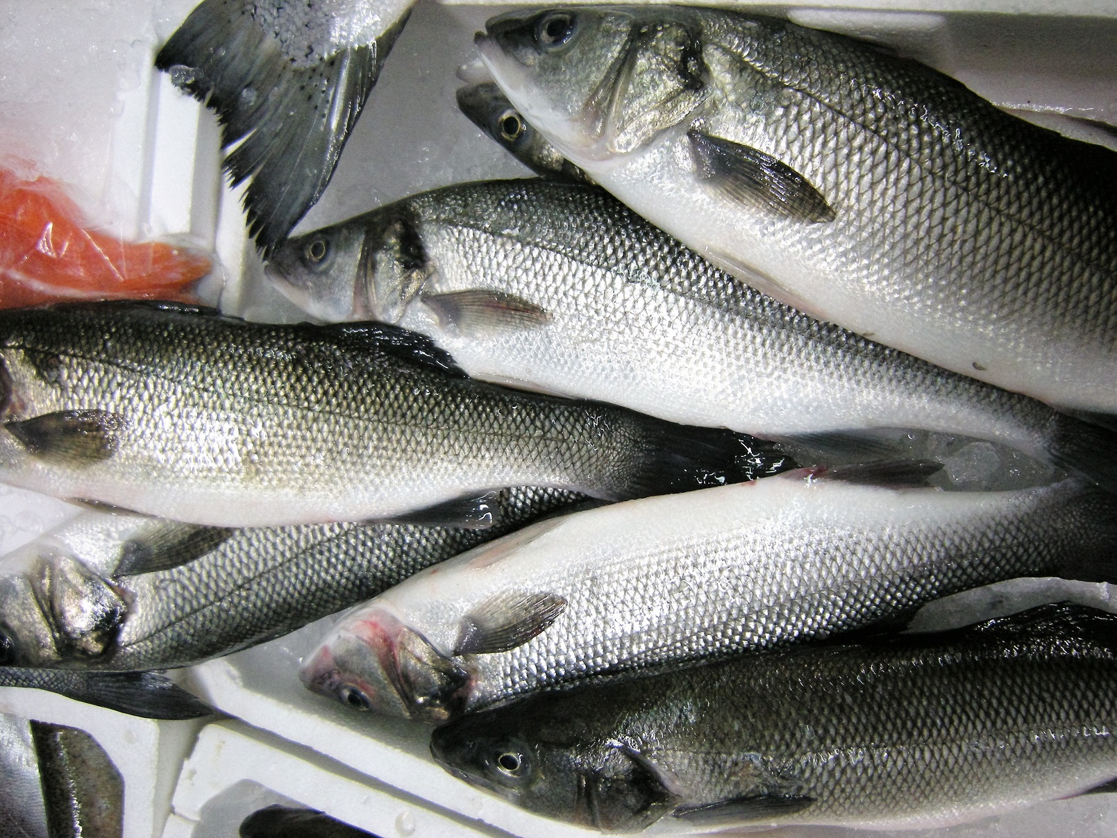 Kako odabrati svježu ribu | Temeljac